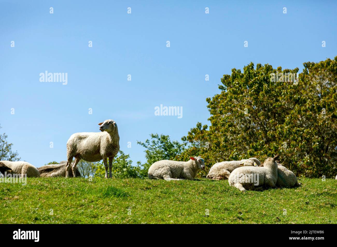 Recumbent sheep hi-res stock photography and images - Alamy