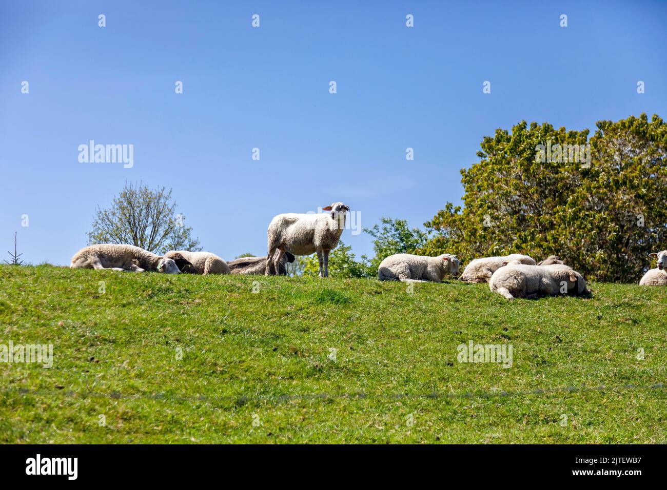 Recumbent sheep hi-res stock photography and images - Alamy