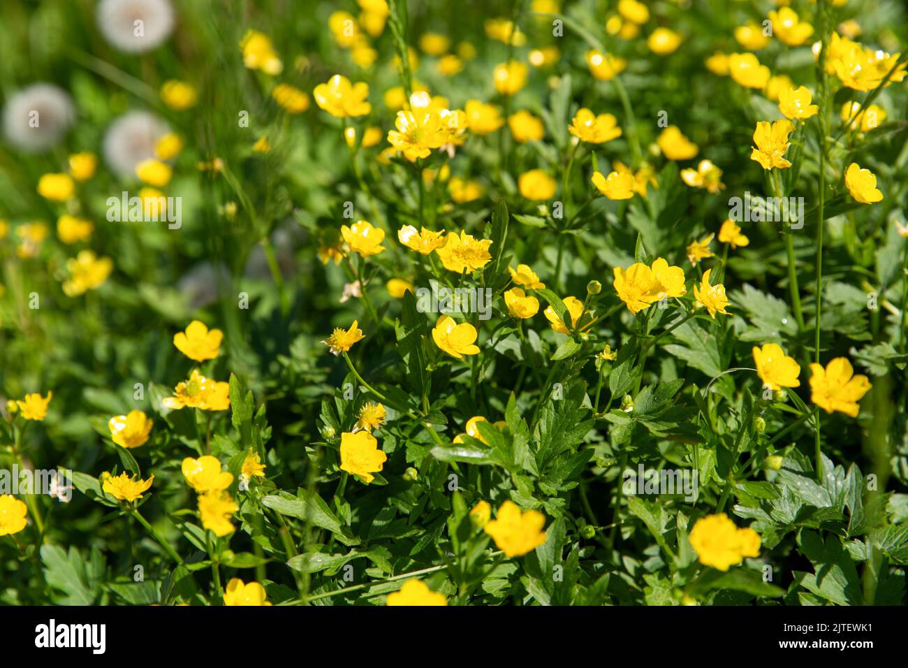 beautiful anemone flowers blooming on summer field Stock Photo - Alamy