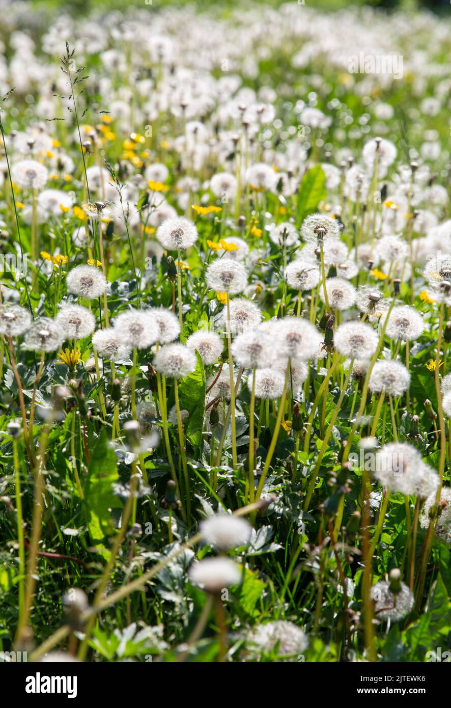 dandelion flowers blooming on summer field Stock Photo - Alamy
