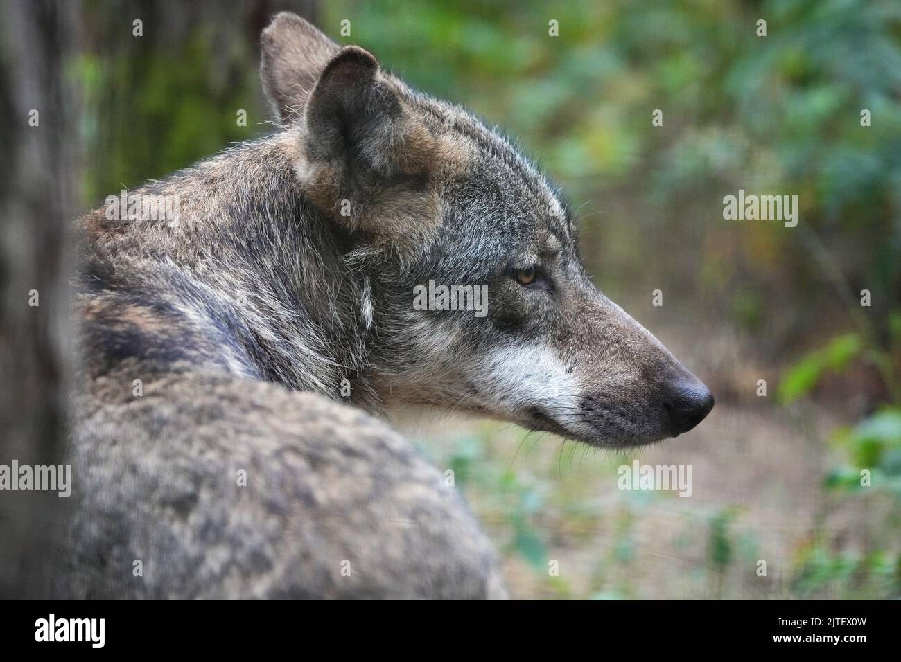 01 August 2022, Brandenburg, Schorfheide/Ot Groß Schönebeck: A European ...