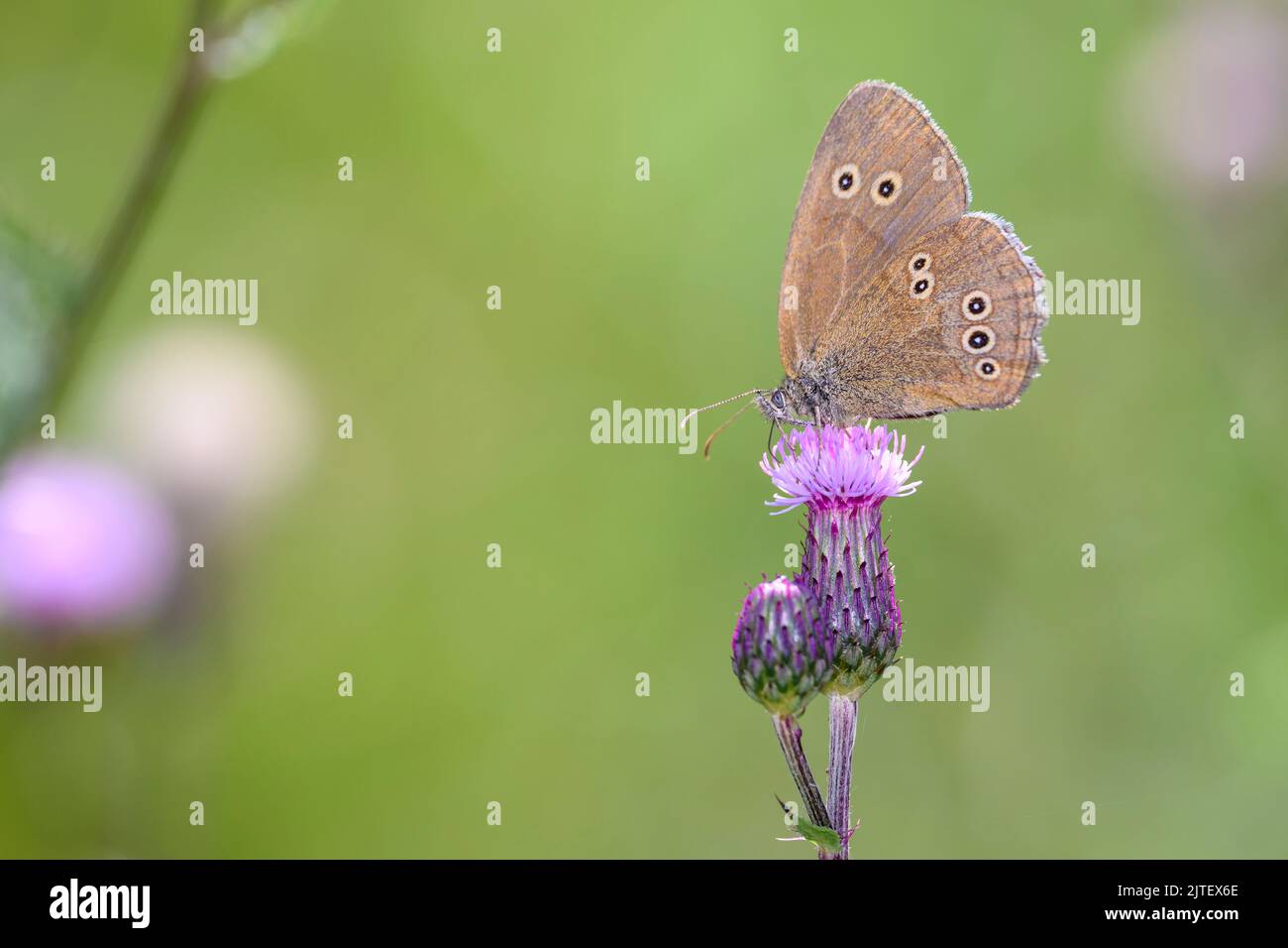 Chimney sweep bird hi-res stock photography and images - Alamy
