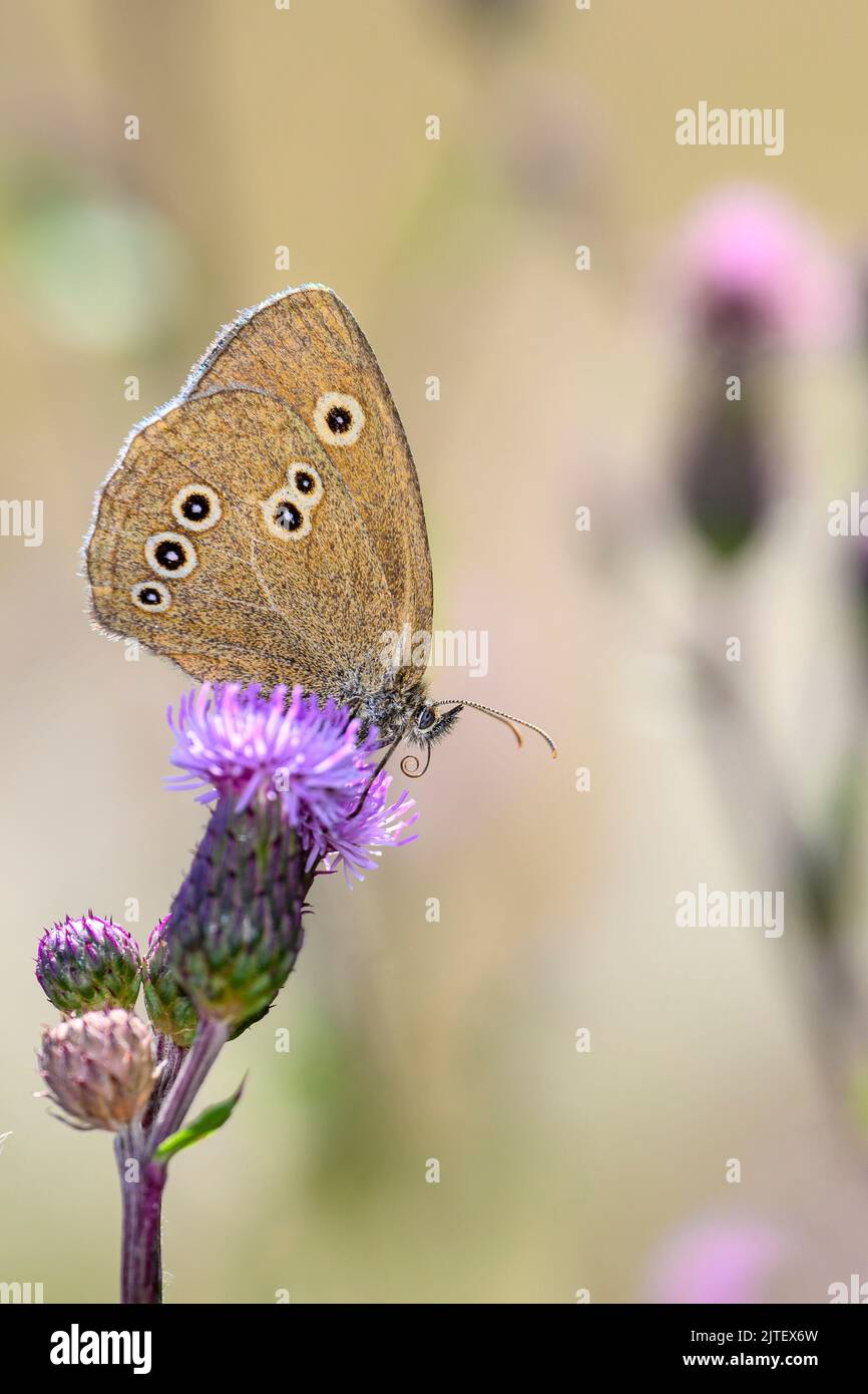 Aphantopus Hyperantus - Brown Wood Bird Or Chimney Sweep Called, On ...