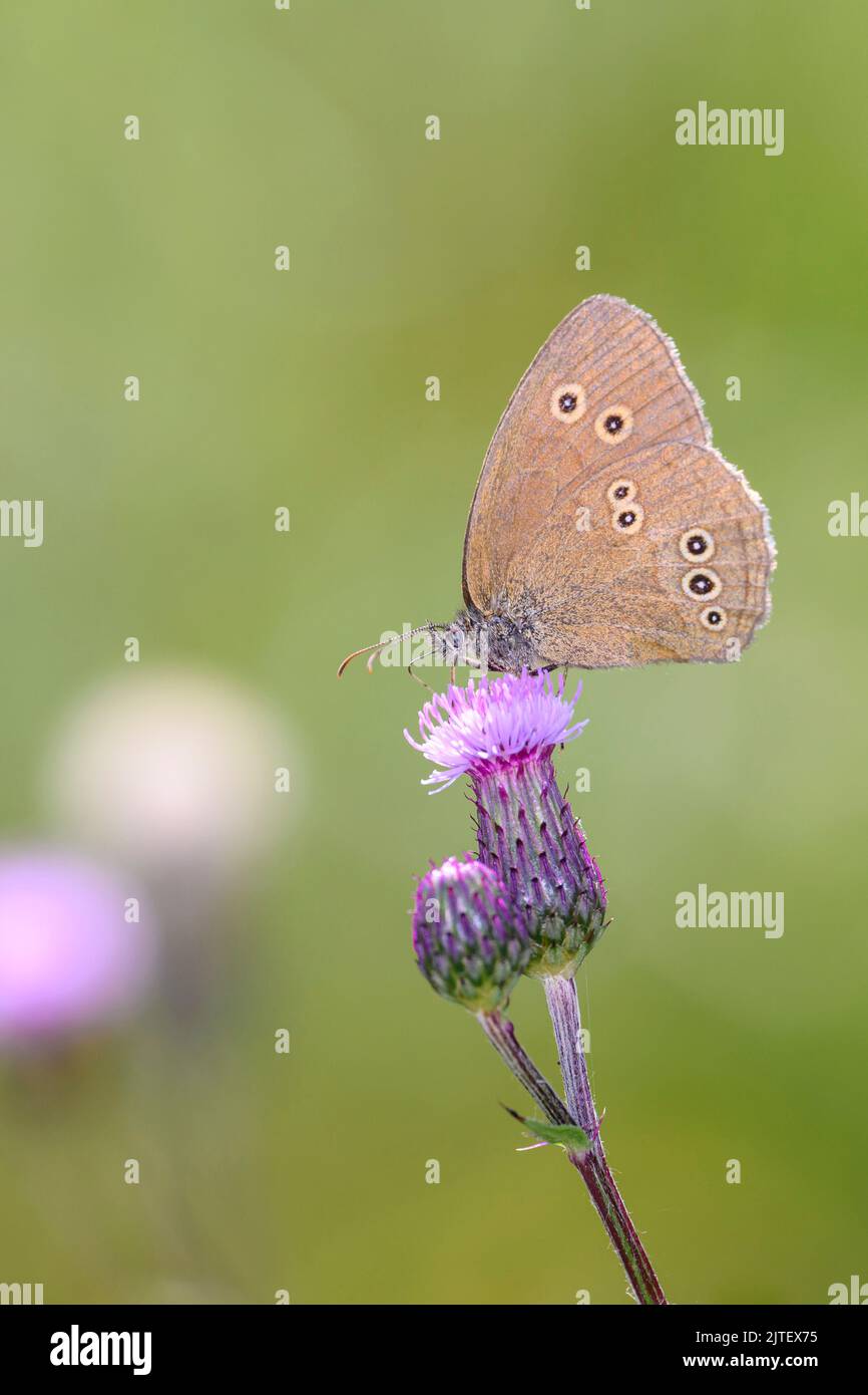 Aphantopus Hyperantus - Brown Wood Bird Or Chimney Sweep Called, On ...