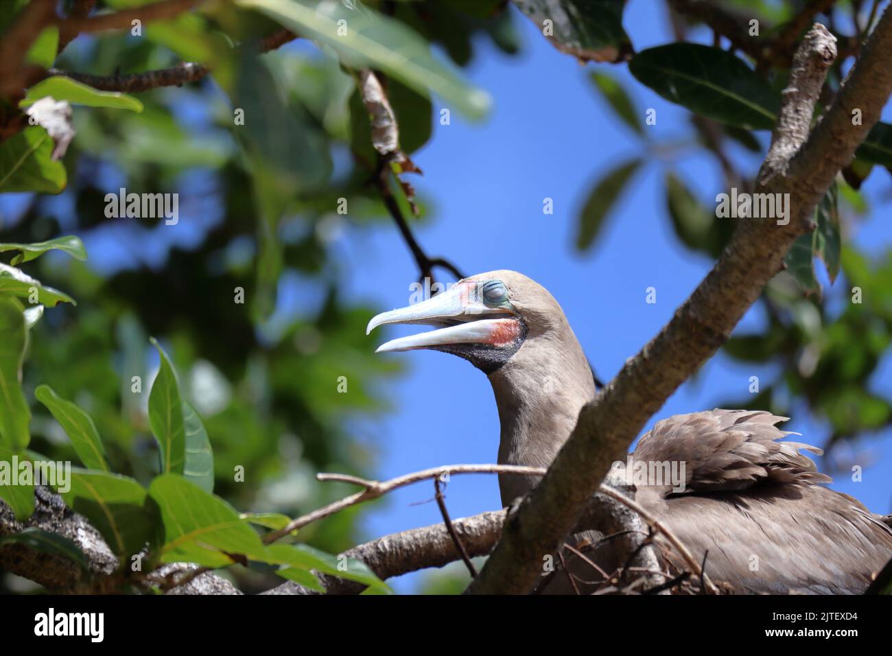 Atoba, free bird found on the island of Fernando de Noronha, Brazilian ...