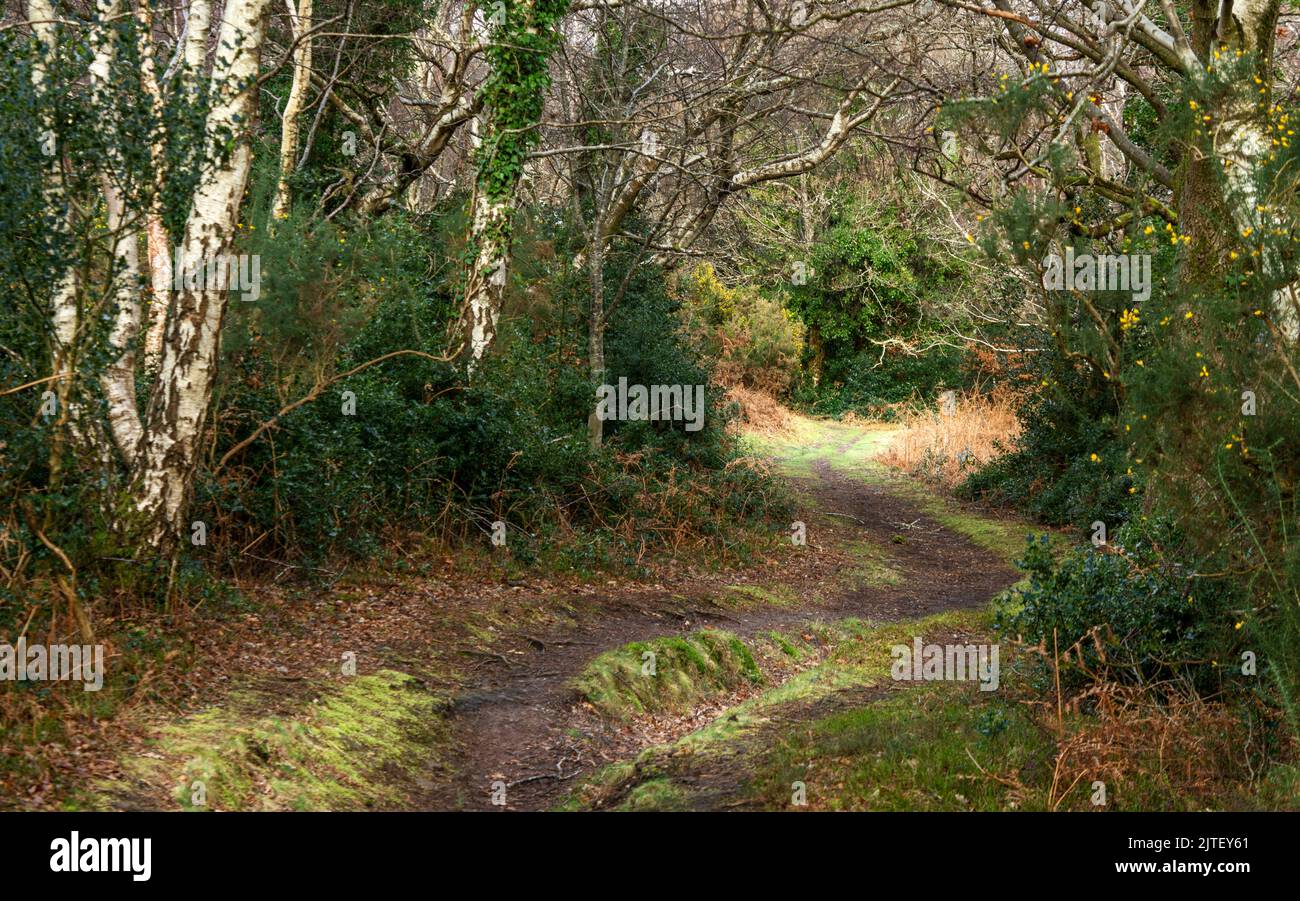 silver birch trees in Horner wood line the path on the way to the top ...