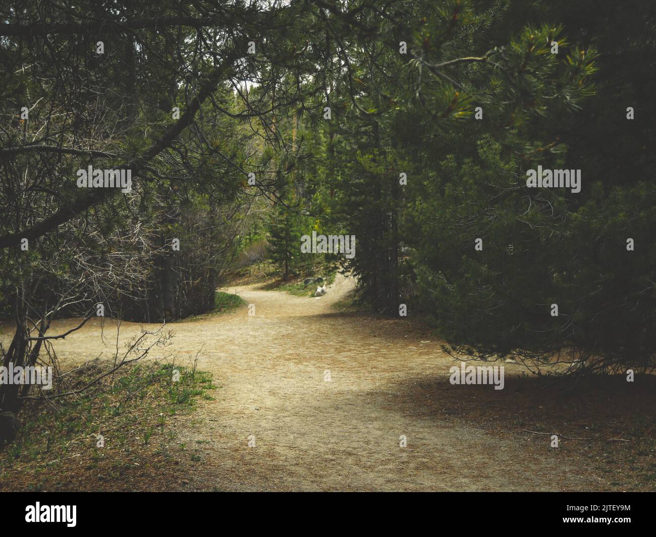 An enchanted forest with multiple pathways Stock Photo - Alamy