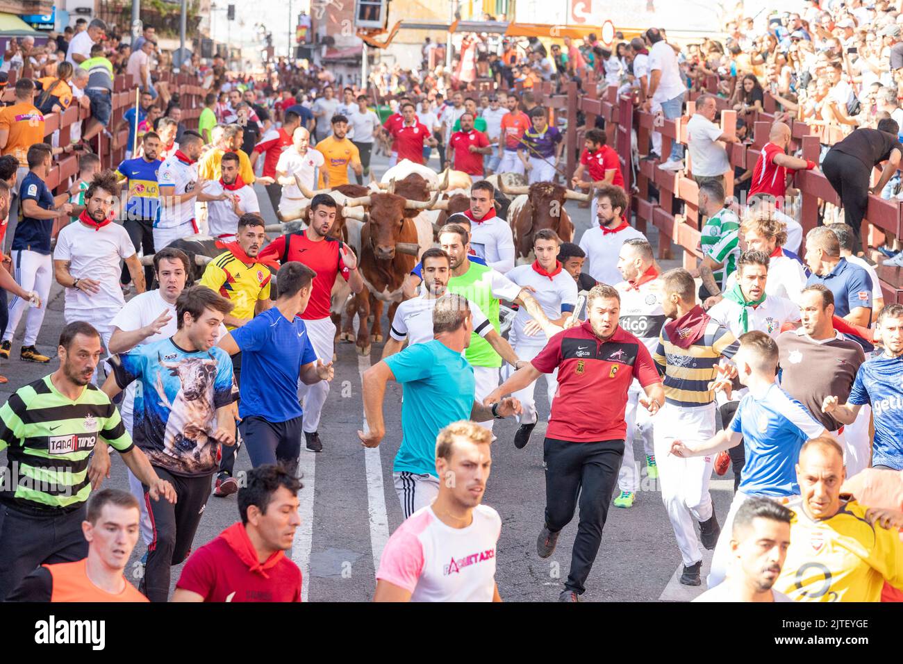Running of the bulls. Bulls. Bull runs. San Fermines. Encierro that is ...
