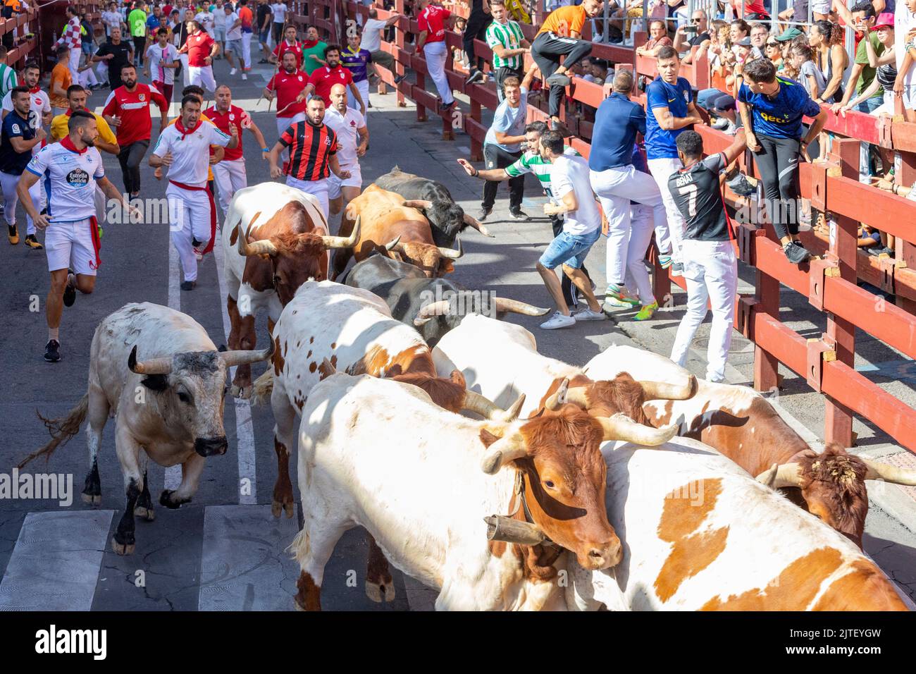 Running of the bulls. Bulls. Bull runs. San Fermines. Encierro that is ...
