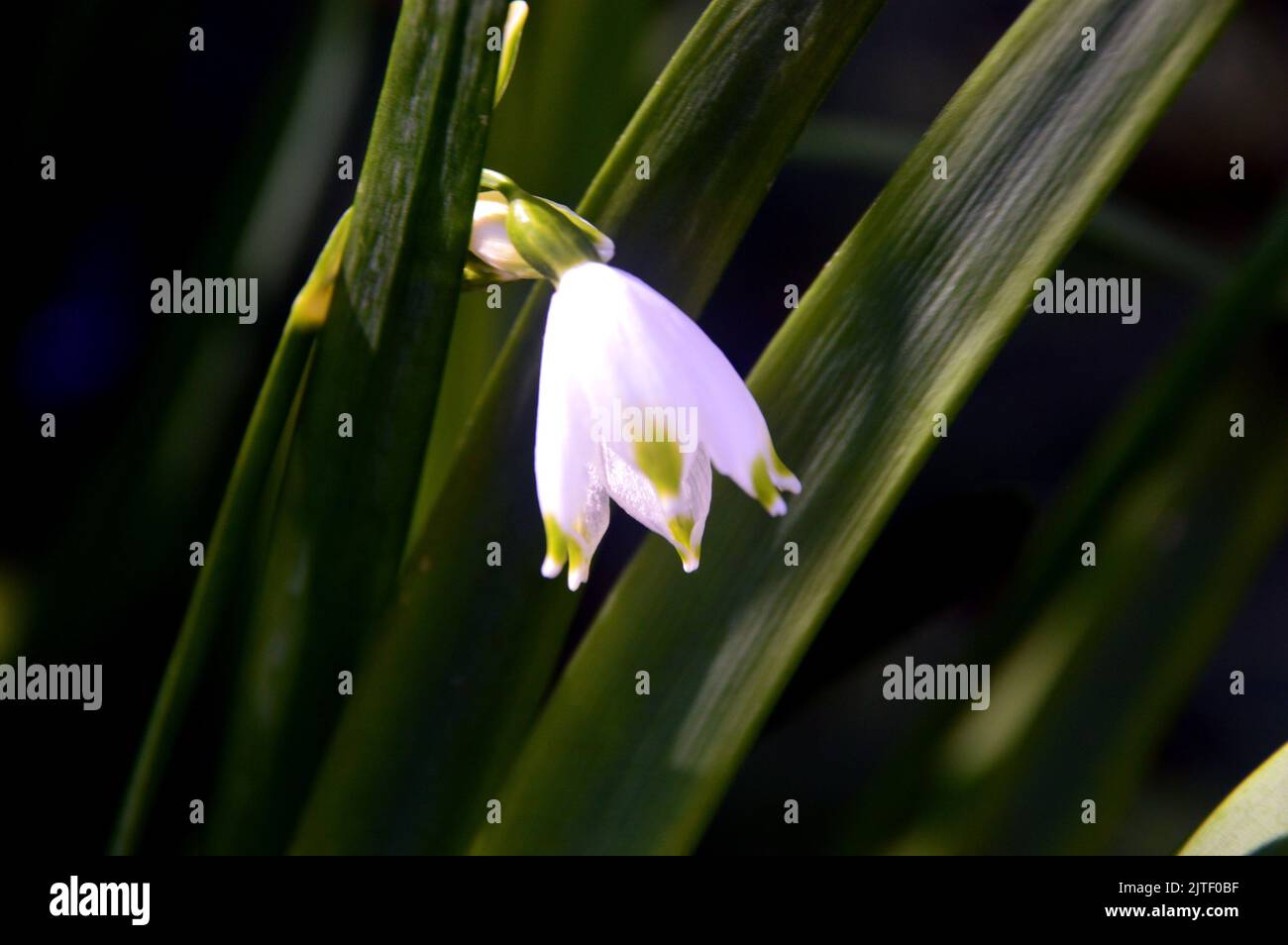 Single White Leucojum Aestivum 'Summer Snowflake' Flower at Sizergh ...