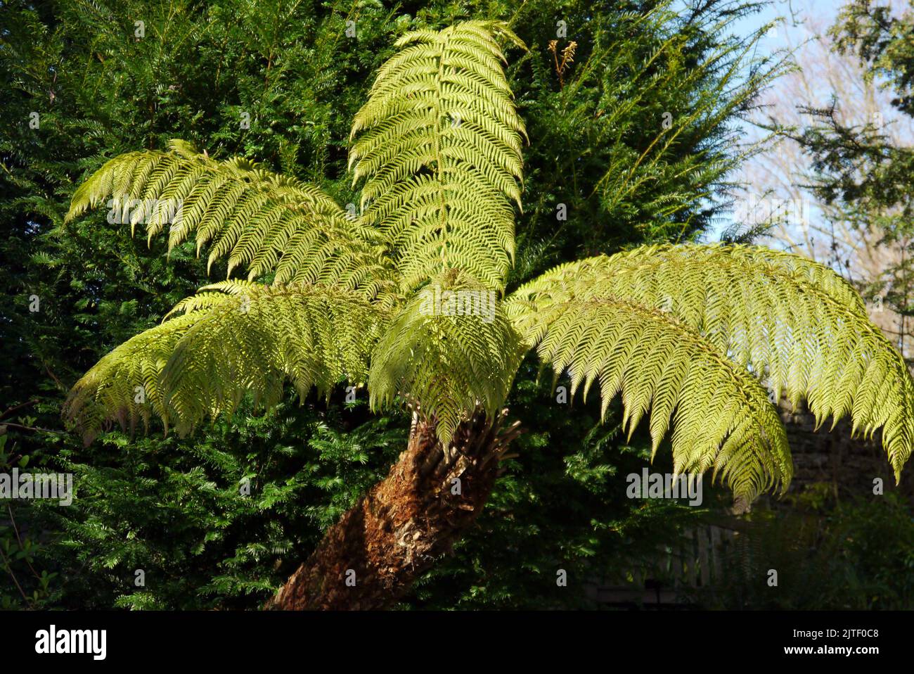 Dicksonia antarctica (soft tree fern)uk hi-res stock photography and ...
