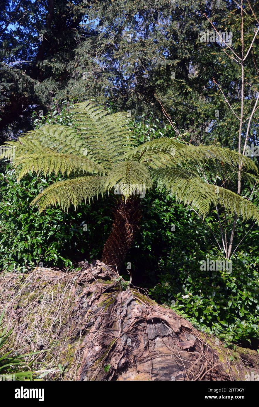 Dicksonia Antarctica (Soft Tree Fern/Man Fern) at Sizergh Castle and ...