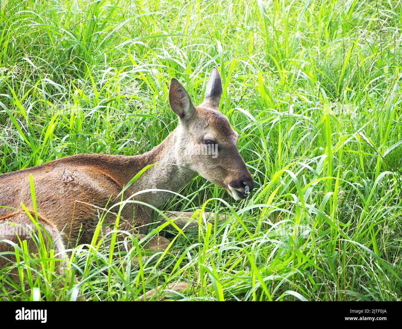 Roe deer observation center hi-res stock photography and images - Alamy