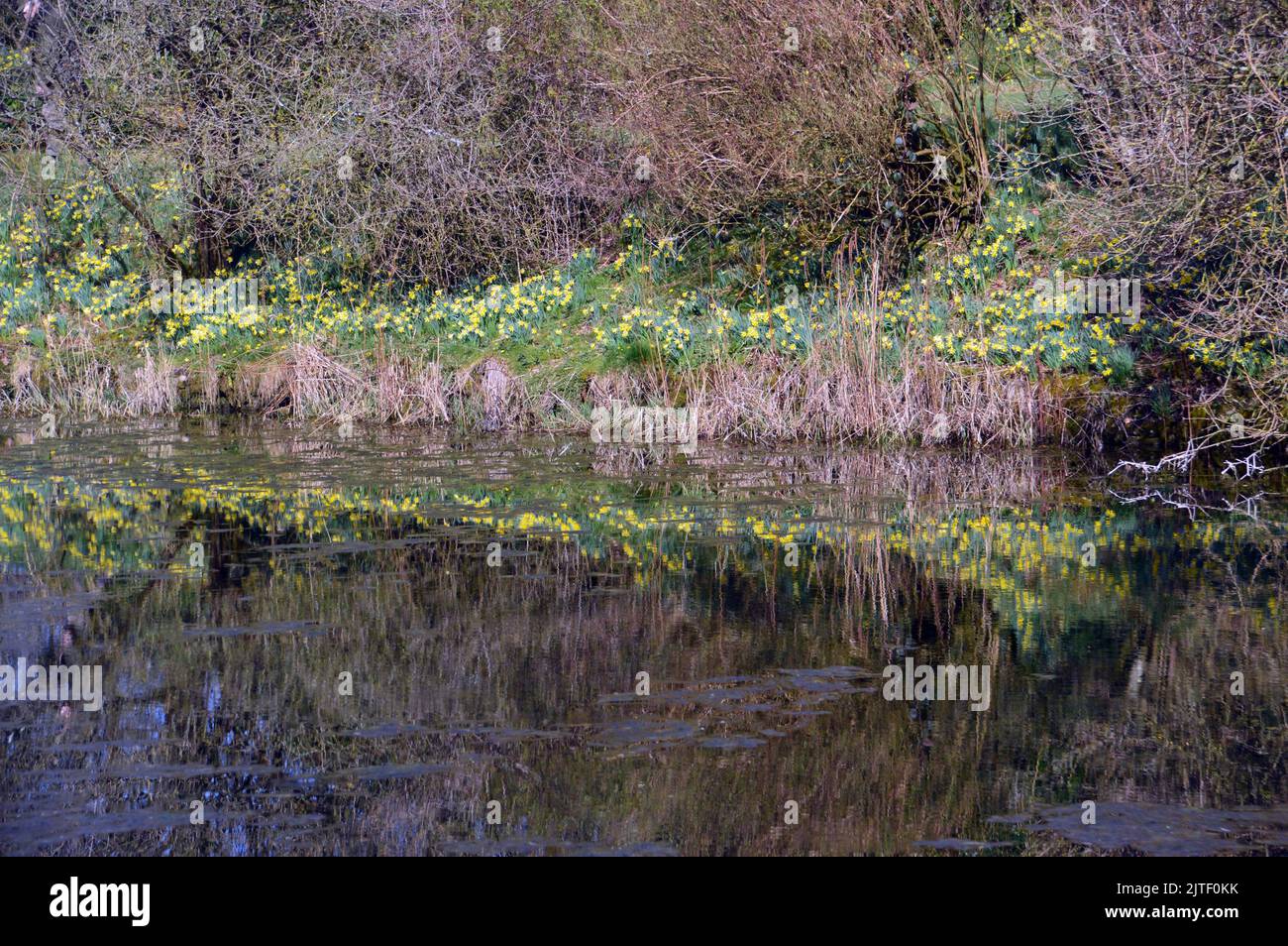 Trees Daffodils Reflected In The Pond Near The Entrance To Sizergh