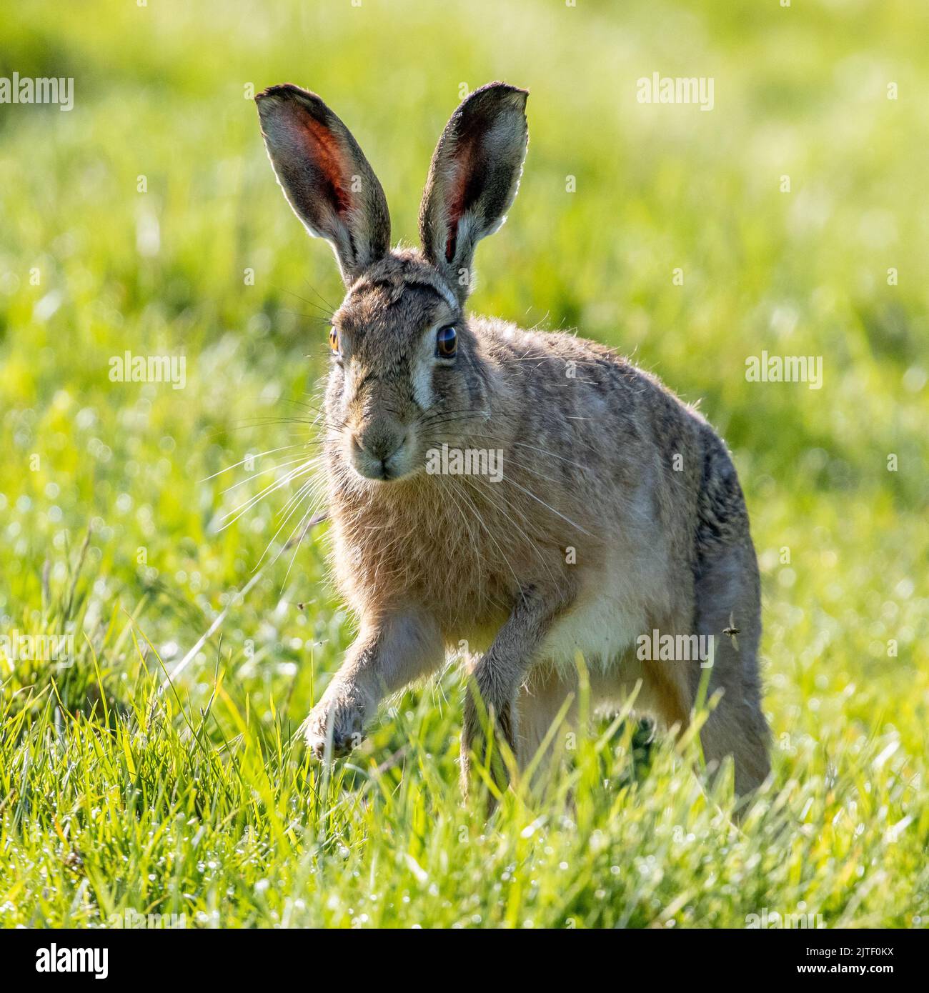 Close up of a secretive brown hare, Lepus europaeus, running towards ...