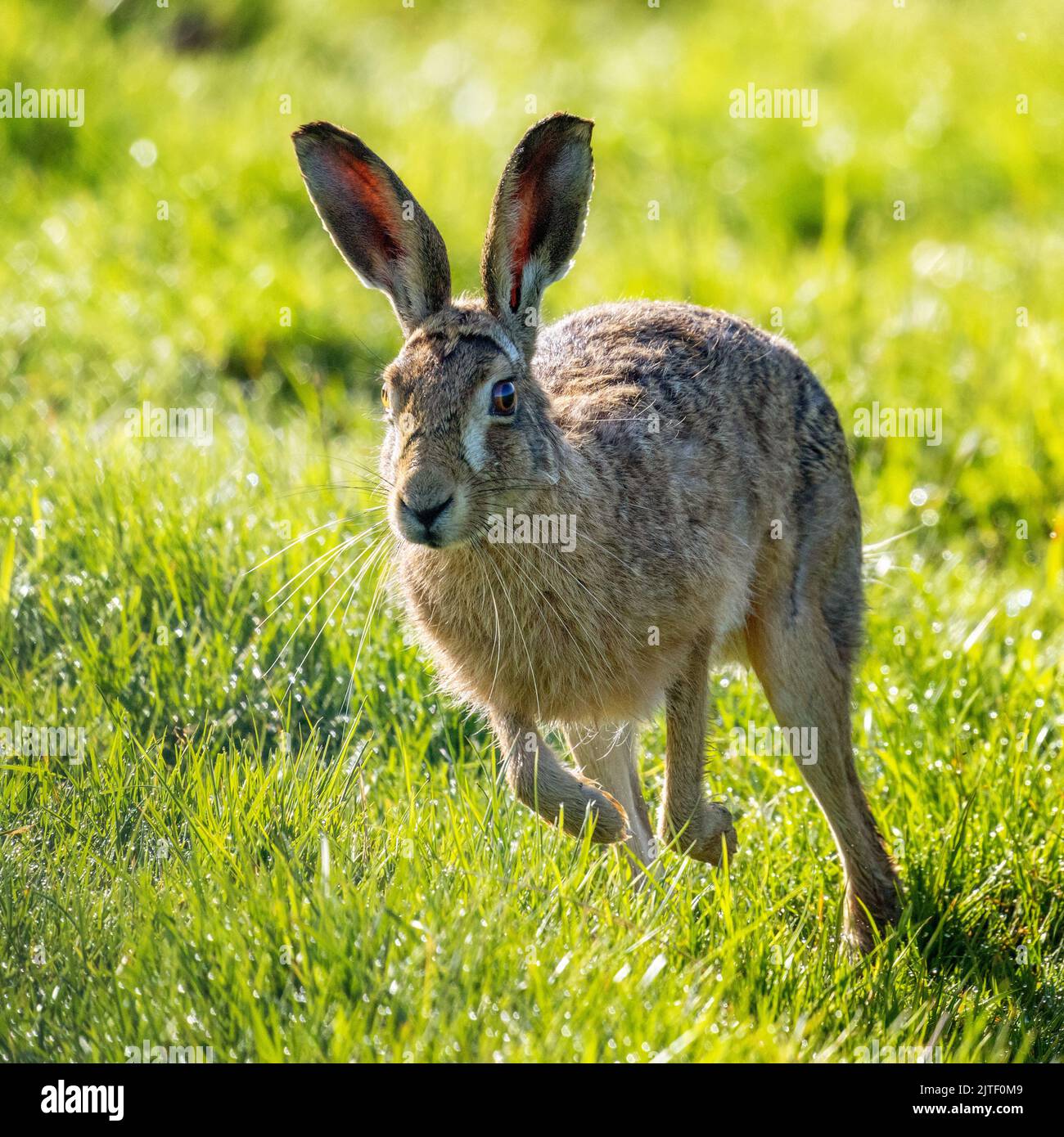 Close up of a secretive brown hare, Lepus europaeus, running towards ...