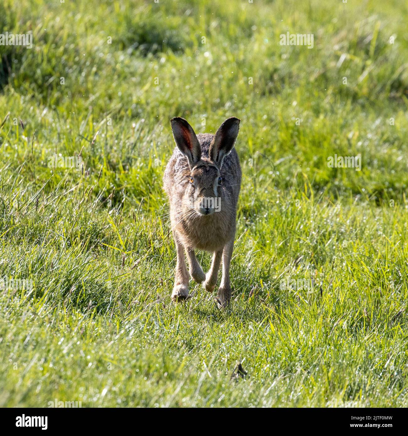 Hare isolated lepus hi-res stock photography and images - Alamy