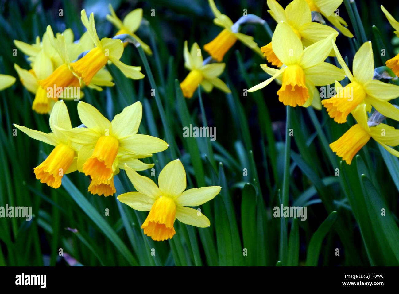 Yellow Narcissus, Cyclamineus 'Jetfire' Dwarf Daffodil Flowers at ...