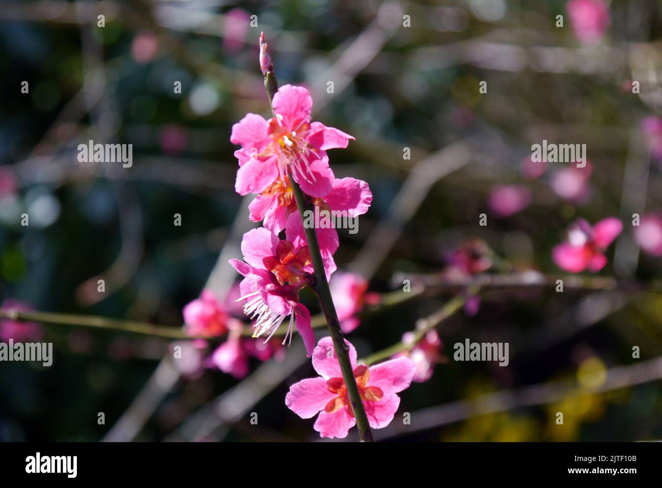 Pink Prunus Tenella 'Fire Hill' (Dwarf Russian Almond) Flowers at ...