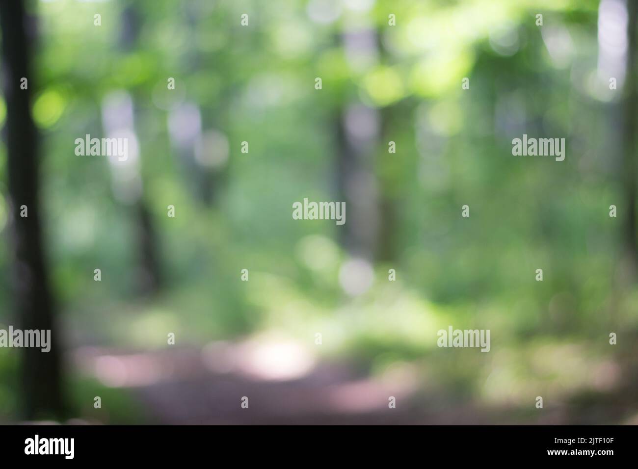 Defocused forest hi-res stock photography and images - Alamy