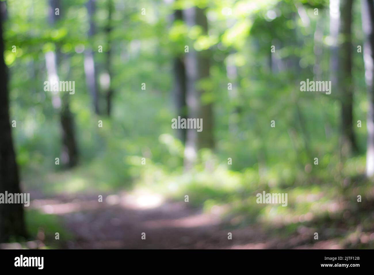 Defocused forest hi-res stock photography and images - Alamy