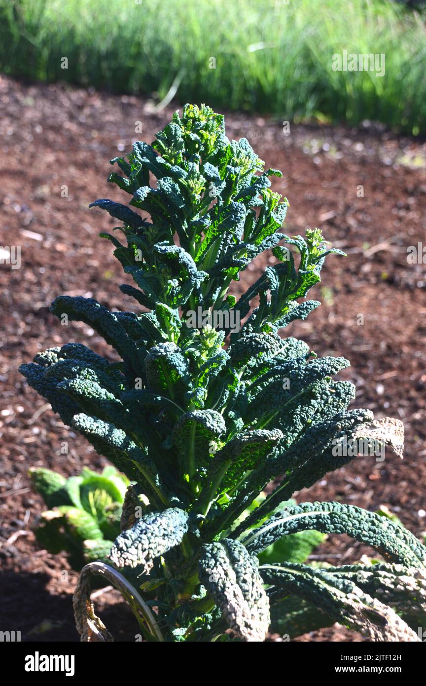 Black Kale 'Black Magic' (leaf cabbage) grown in the Kitchen Garden at ...