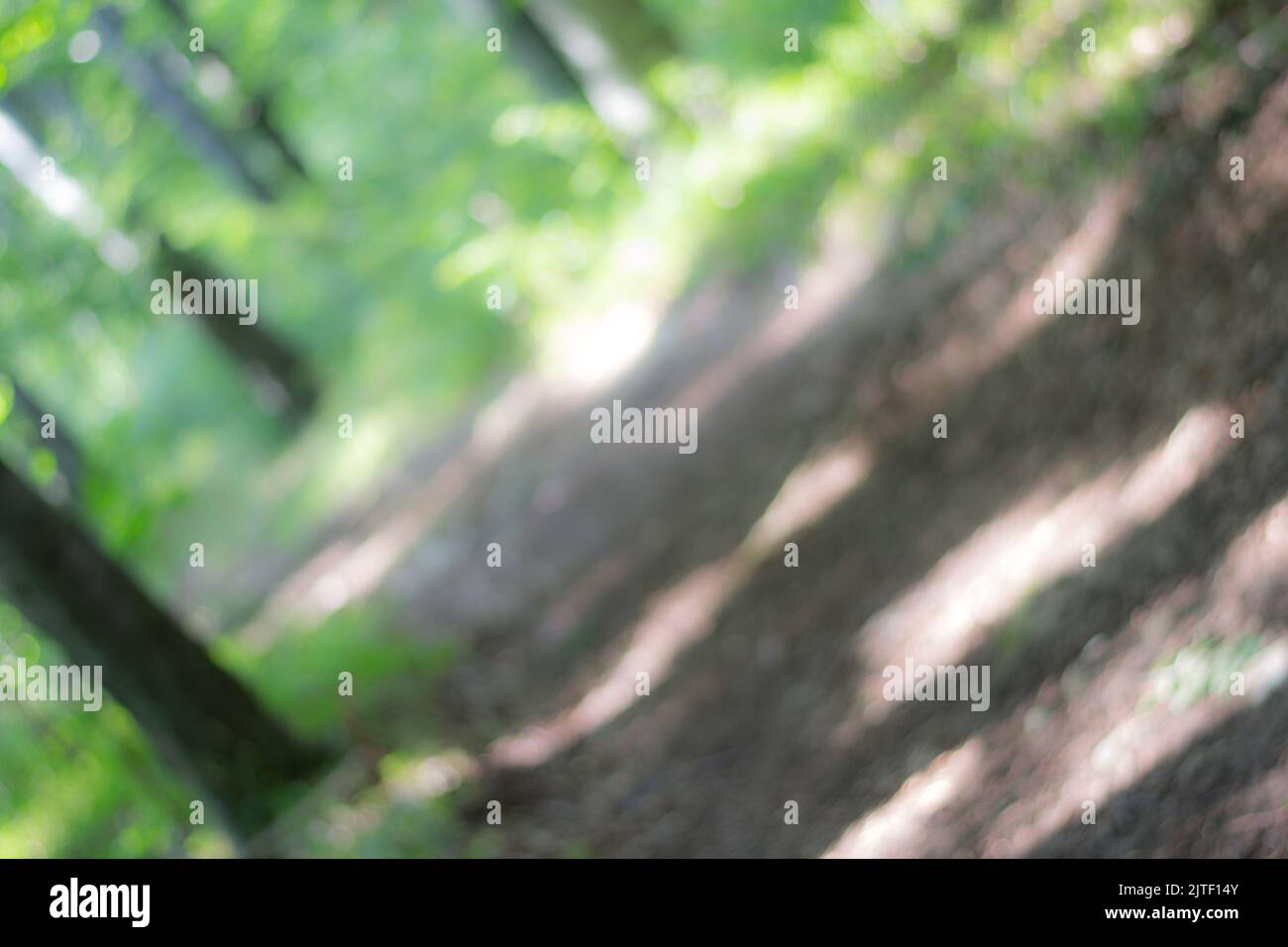 Blurry forest background bokeh hi-res stock photography and images - Alamy