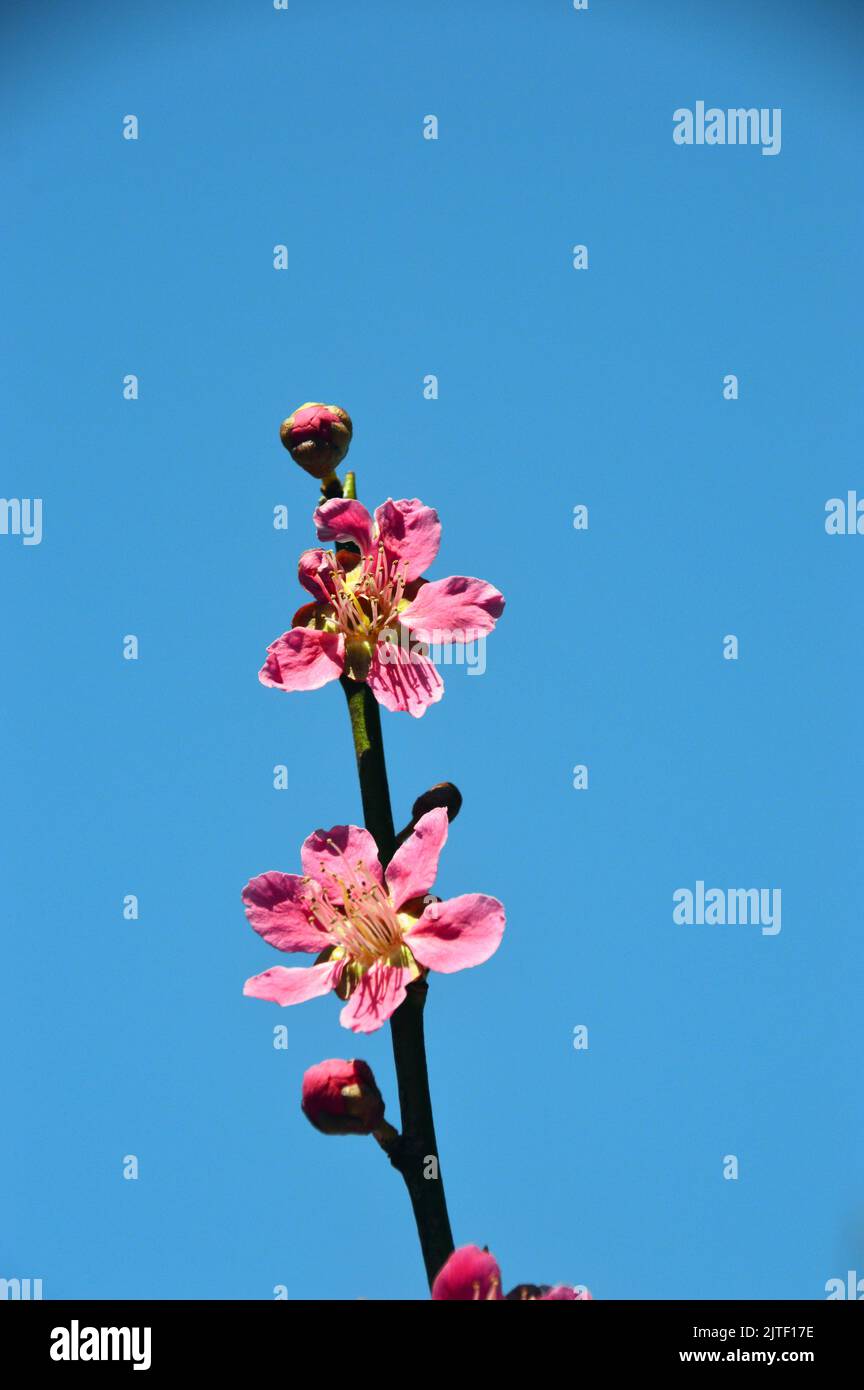 Pink Japanese Prunus Mume 'Beni-chidori' Flowers at Sizergh Castle and ...