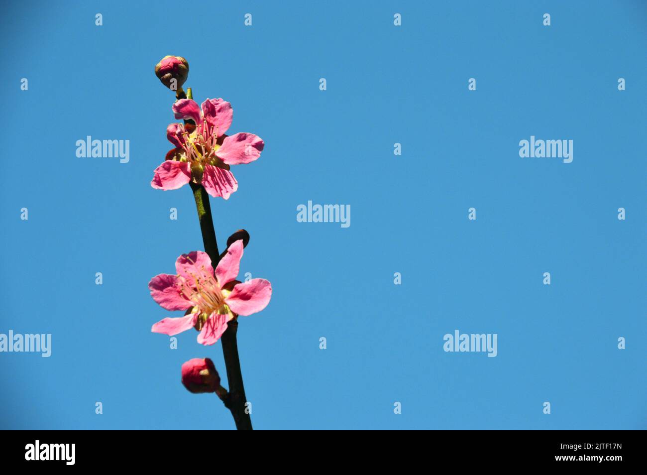 Pink Japanese Prunus Mume 'Beni-chidori' Flowers at Sizergh Castle and ...