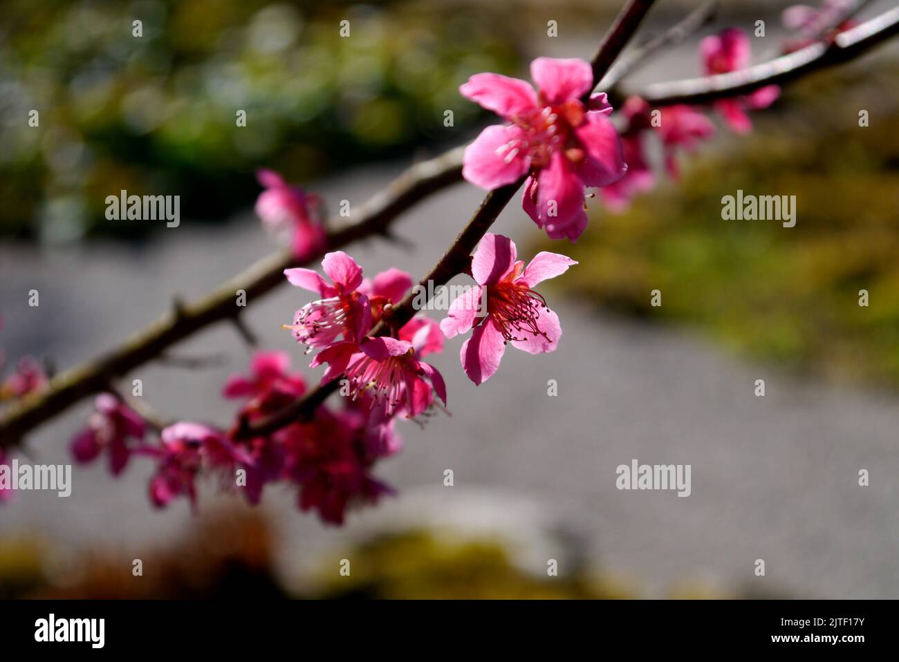 Pink Japanese Prunus Mume 'Beni-chidori' Flowers at Sizergh Castle and ...
