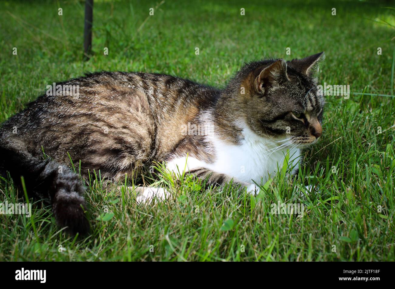 Lawn for sunbathing in autumn hi-res stock photography and images - Alamy