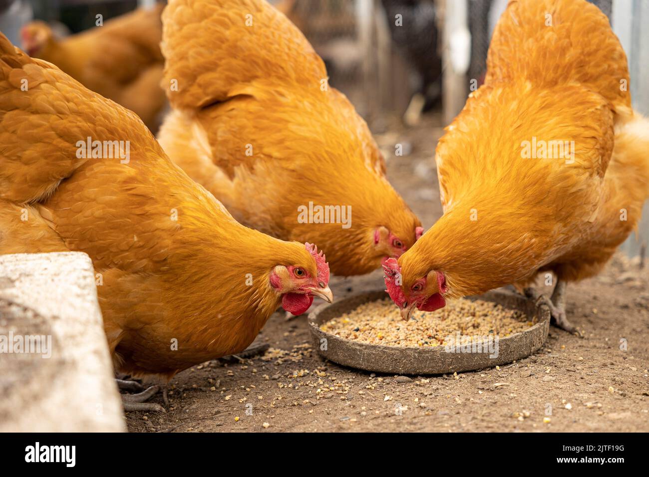 Grain field and chicken farming hi-res stock photography and images - Alamy