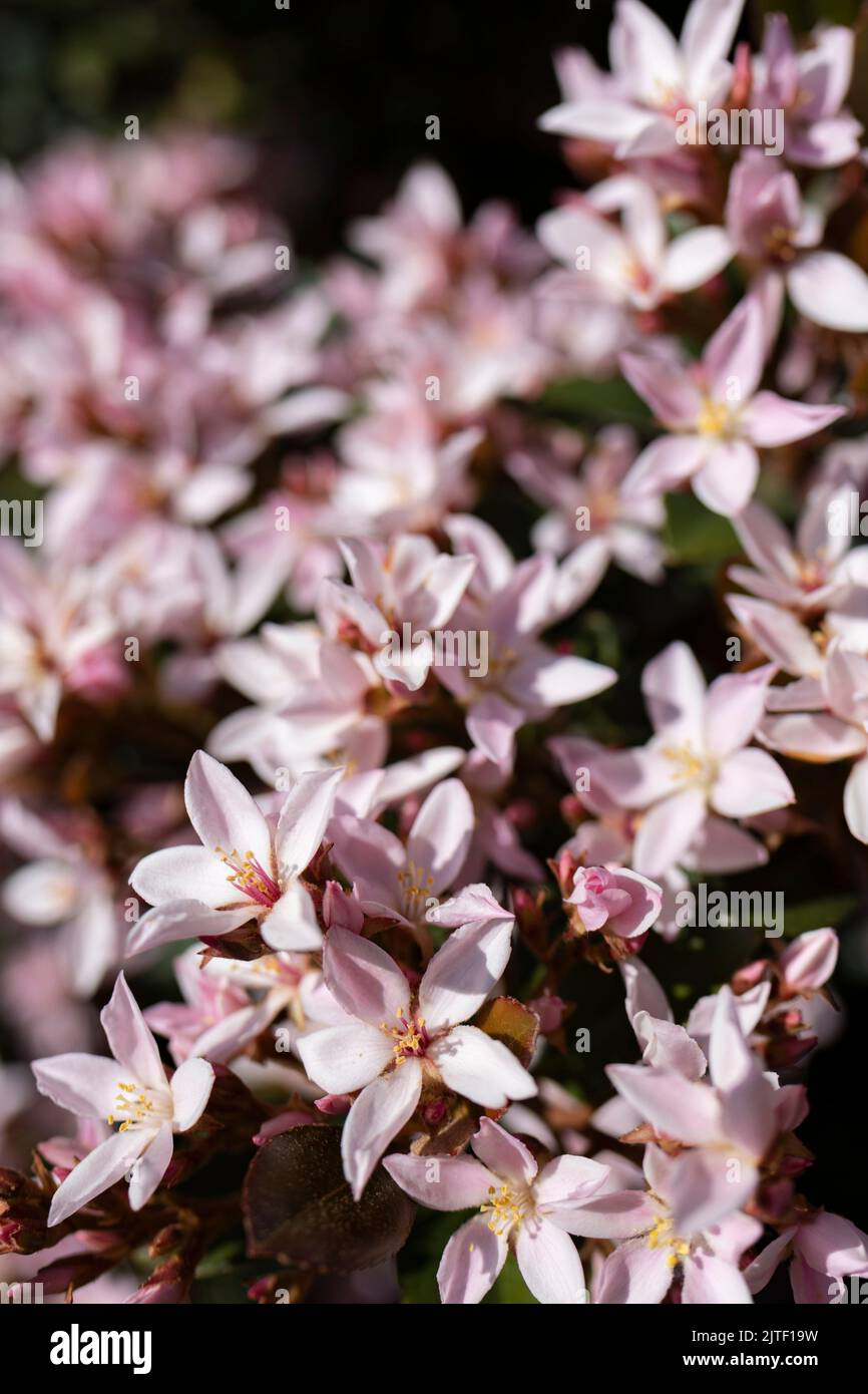 Yuki cherry blossom hi-res stock photography and images - Alamy