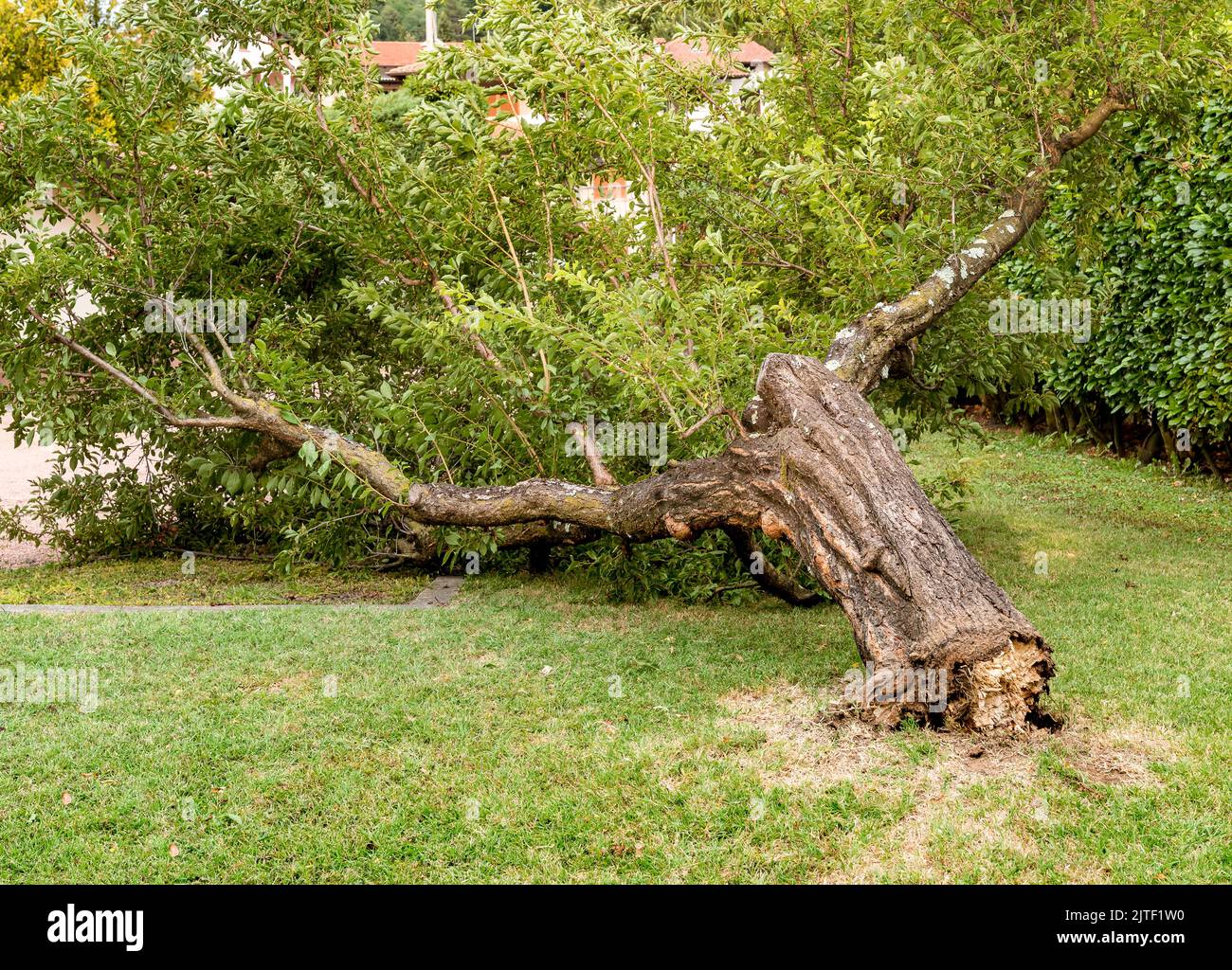 Windy storm tree hi-res stock photography and images - Alamy