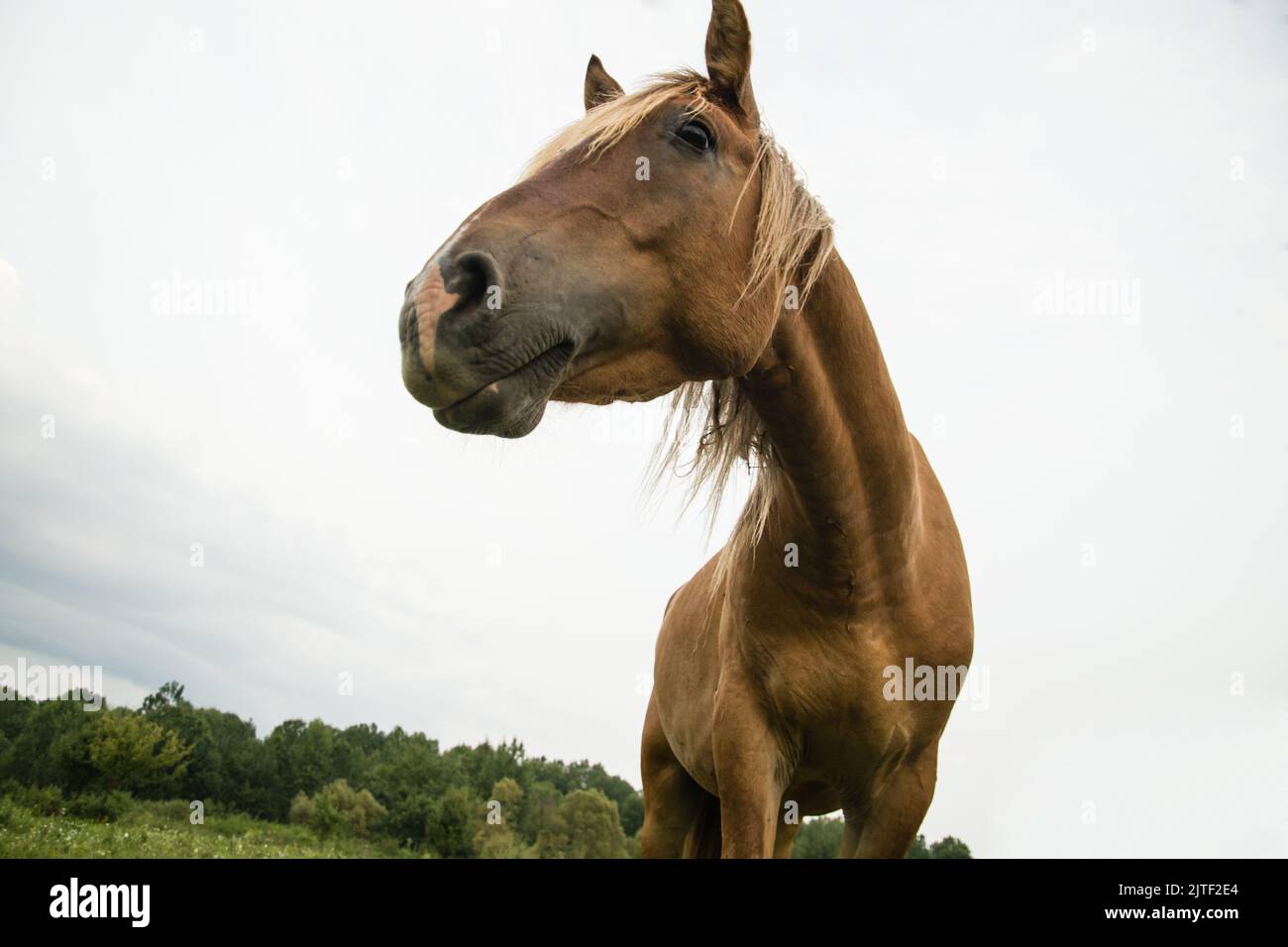 Brown arabian horse hi-res stock photography and images - Alamy