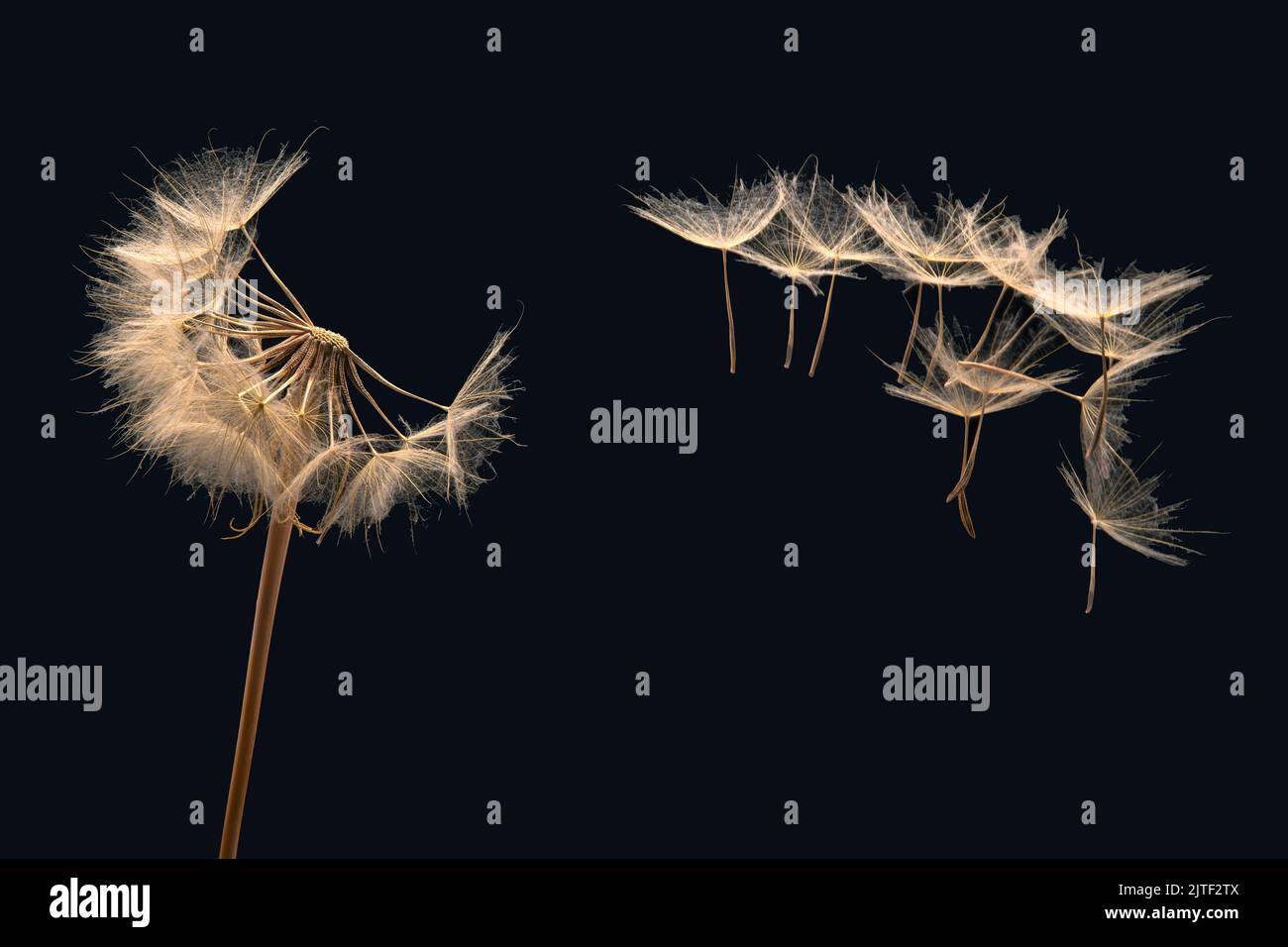 dandelion seeds fly from a flower on a dark background. botany and ...