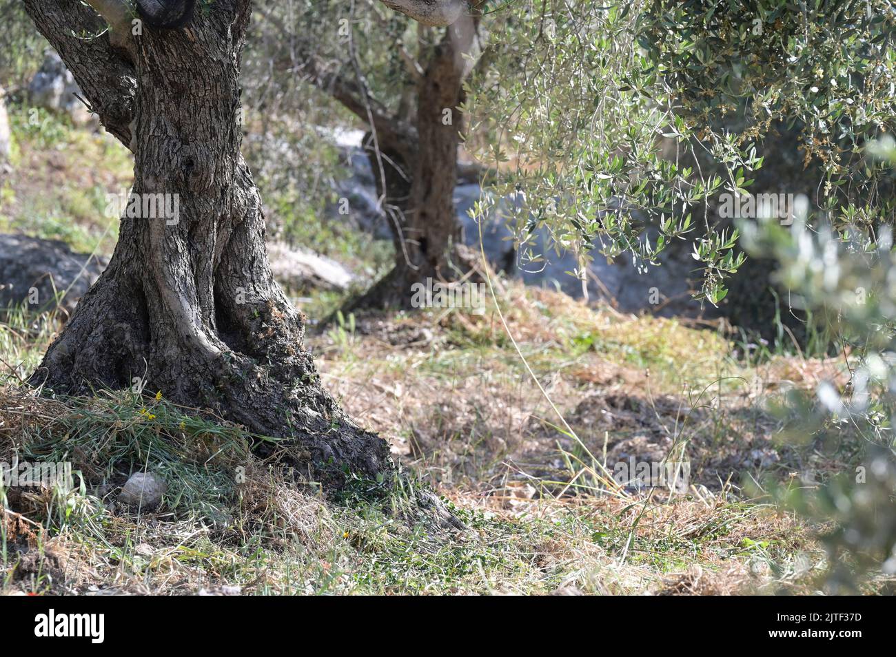 PALESTINE, Jenin, village Anza, olive farming / PALÄSTINA, Jenin ...