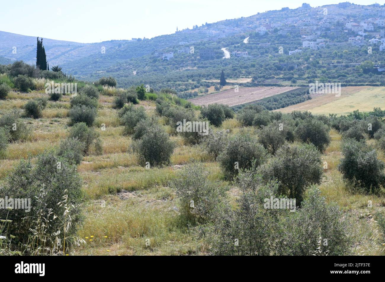 PALESTINE, Jenin, village Anza, olive farming / PALÄSTINA, Jenin ...