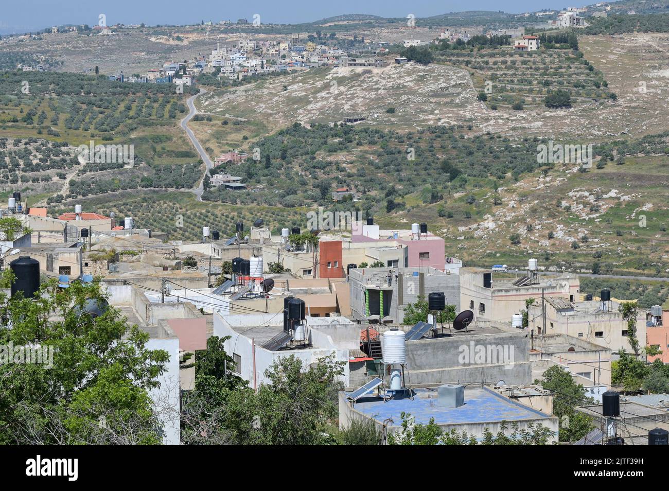 PALESTINE, Jenin, village Anza, olive farming / PALÄSTINA, Jenin, Dorf ...
