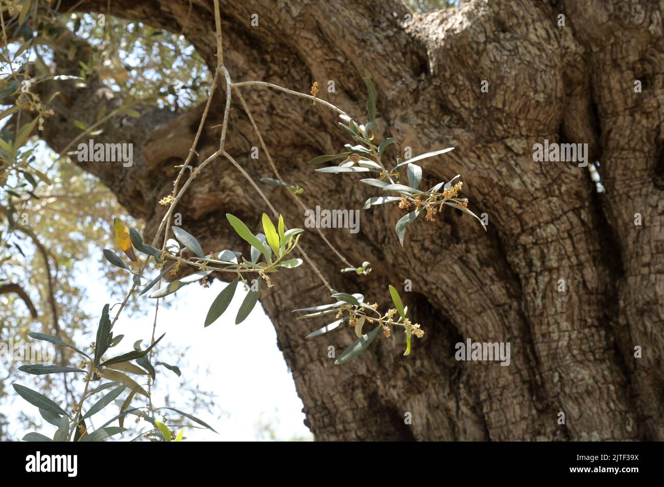 PALESTINE, Jenin, olive farming, 200 year old olive tree from Roman ...