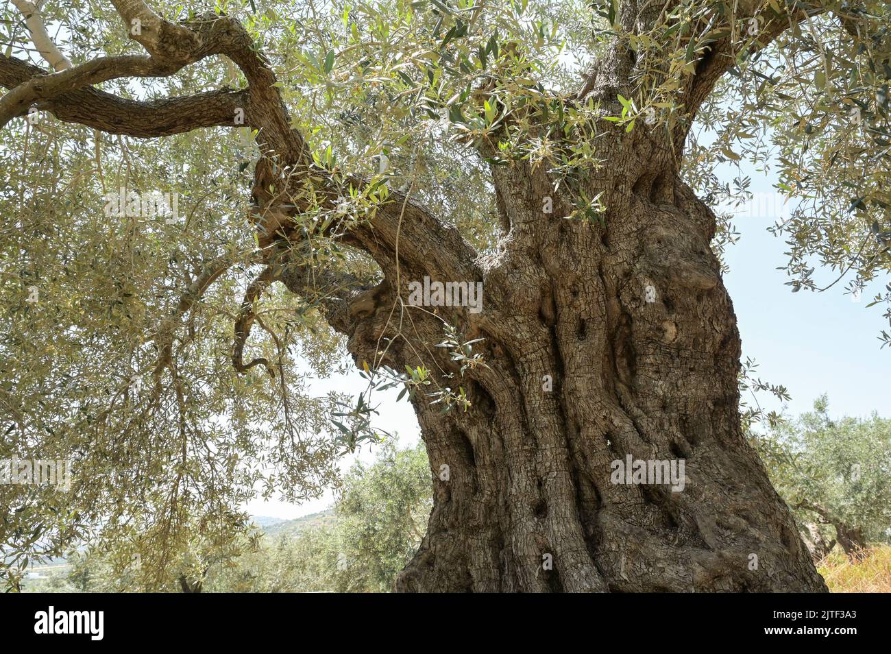 PALESTINE, Jenin, olive farming, 200 year old olive tree from Roman ...