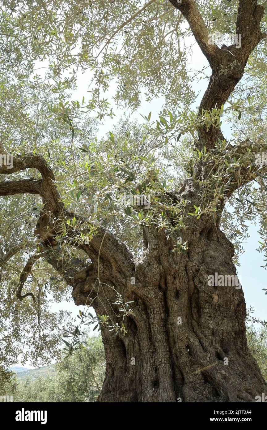 PALESTINE, Jenin, olive farming, 200 year old olive tree from Roman ...