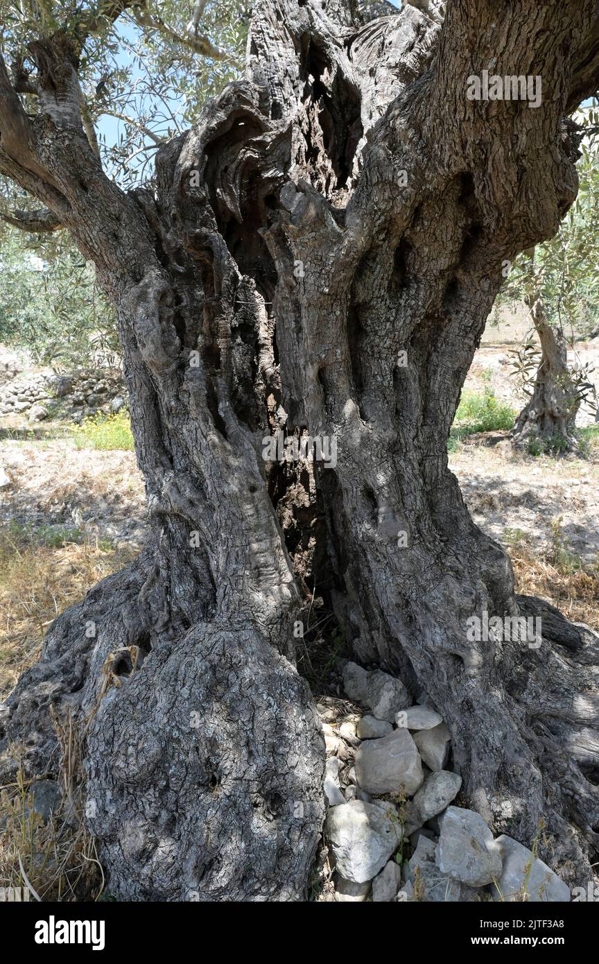 PALESTINE, Jenin, olive farming, 200 year old olive tree from Roman ...