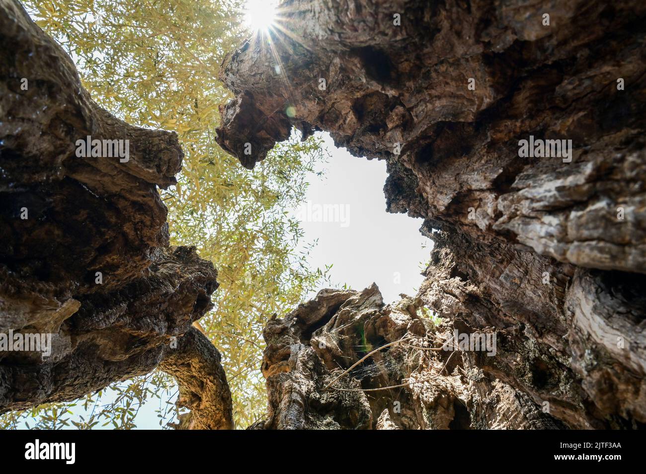 PALESTINE, Jenin, olive farming, 200 year old olive tree from Roman ...