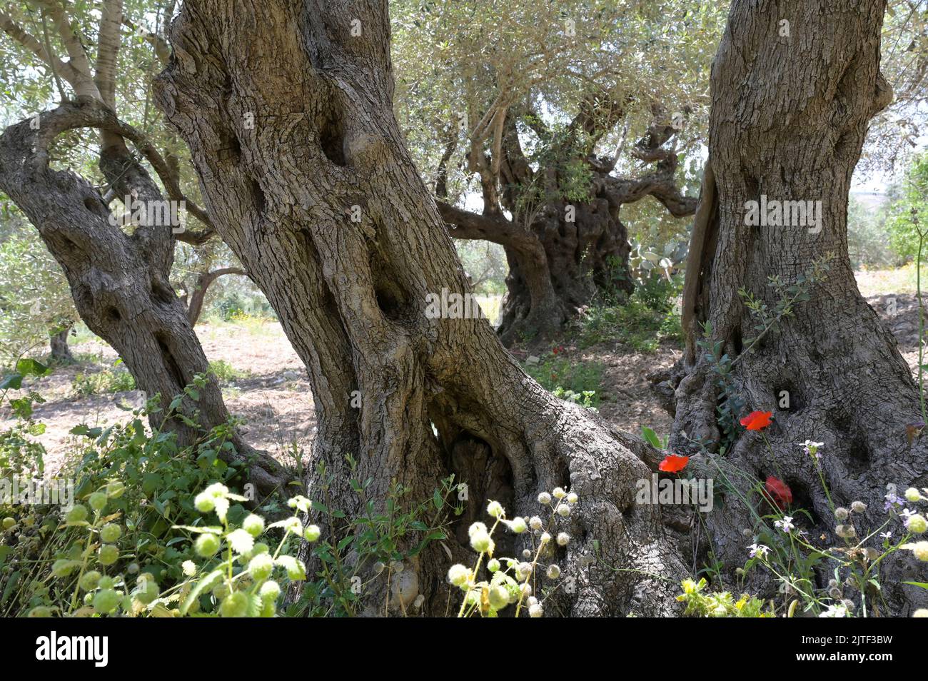 PALESTINE, Jenin, olive farming, 200 year old olive tree from Roman ...