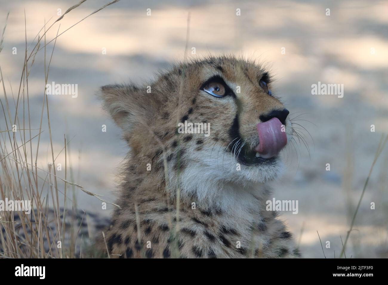 a cheetah game lying on the ground looking right up and sticking out ...