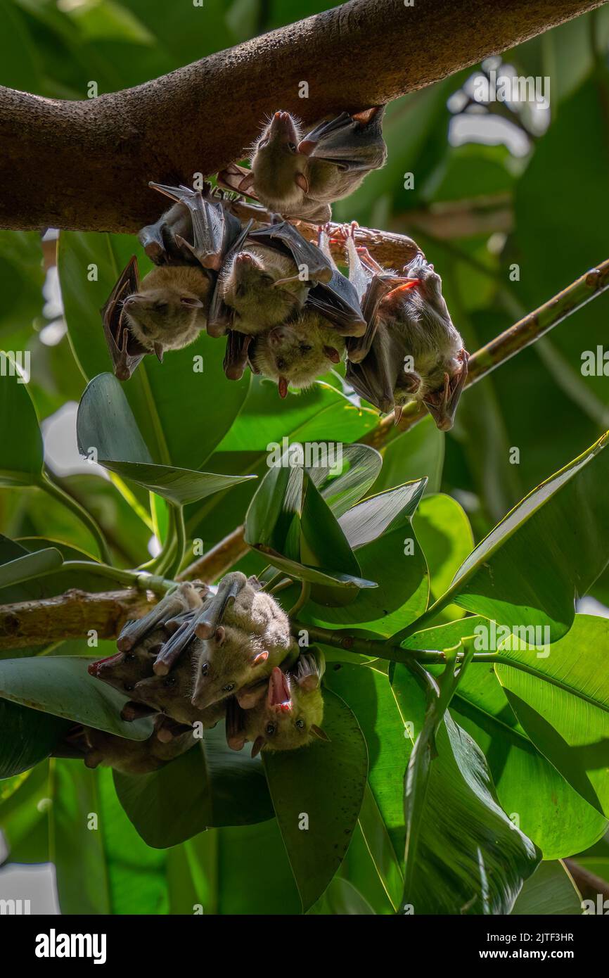 A group of fruit bats hanging head down from a tree branch in the ...