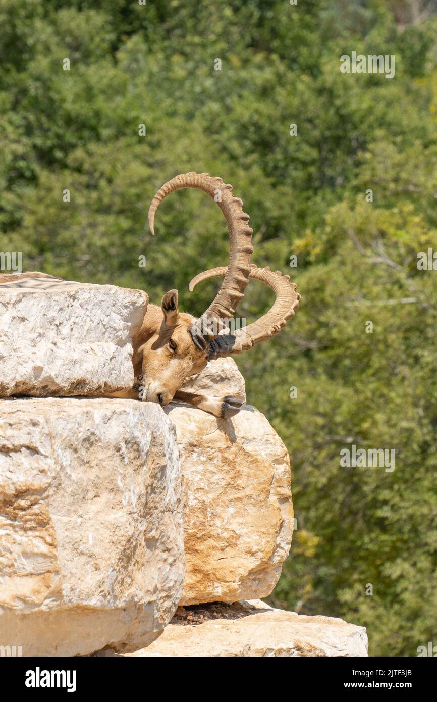 A male ibex resting on a pile of rocks on a sunny day in the Jerusalem ...