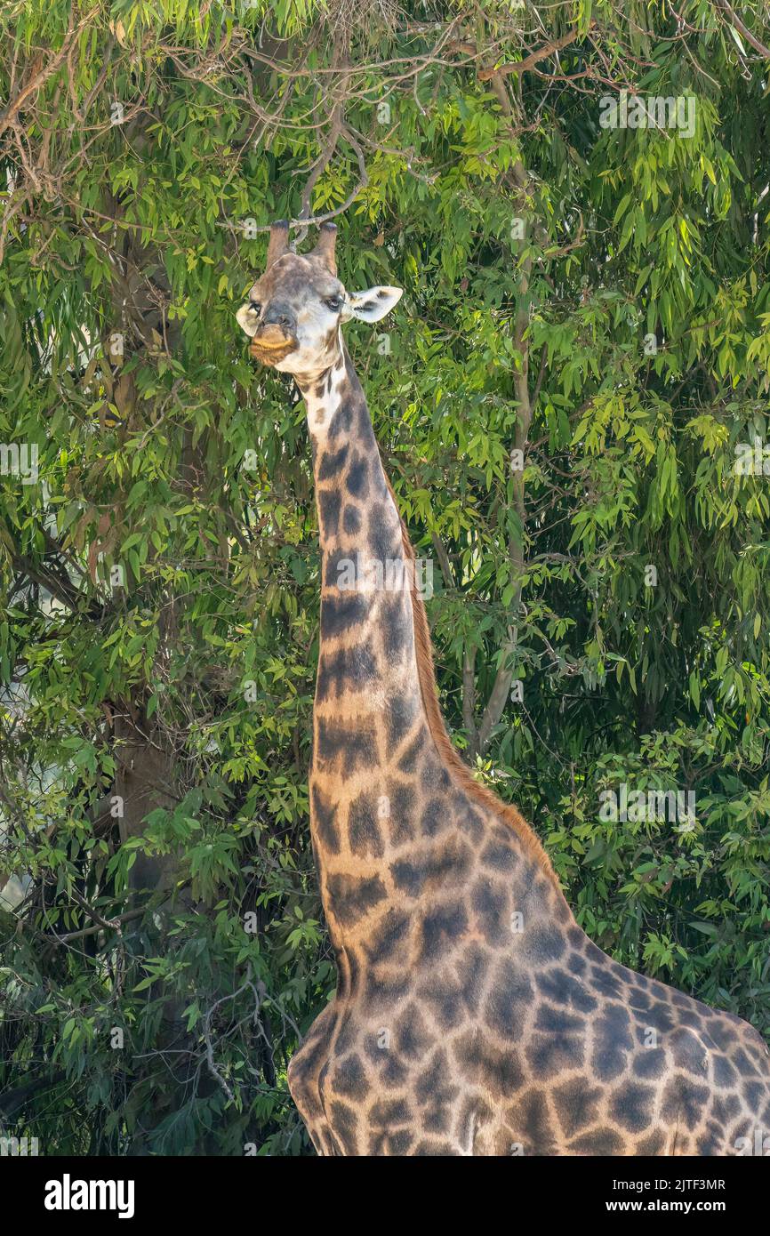 An adult giraffe in its yard in the Jerusalem, Israel, zoo Stock Photo ...