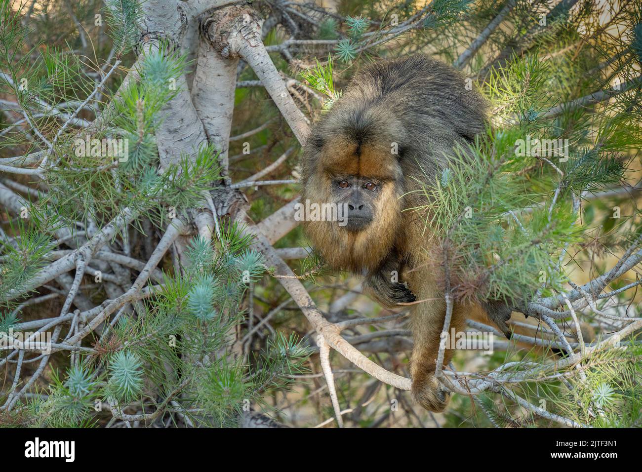A black howler monkey female in a pine tree in the Jerusalem, Israel ...